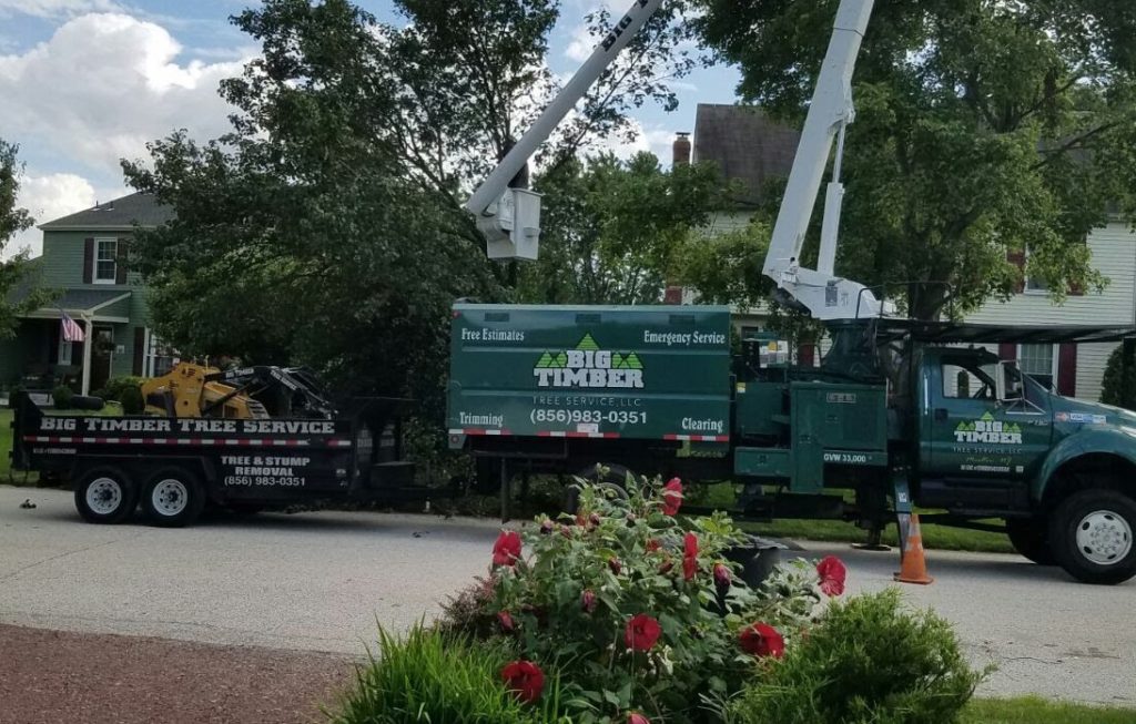 Tree Trimming Service around Burlington & Camden County, NJ | Tree ...