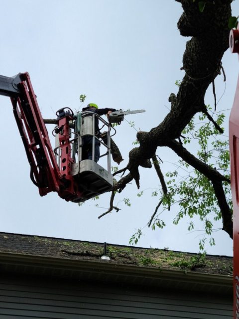 Tree Removal - Big Timber Tree Service LLC