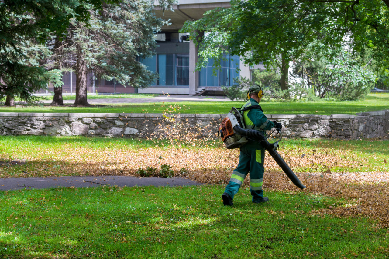 Fall Leaf Cleanup - Big Timber Tree Service LLC