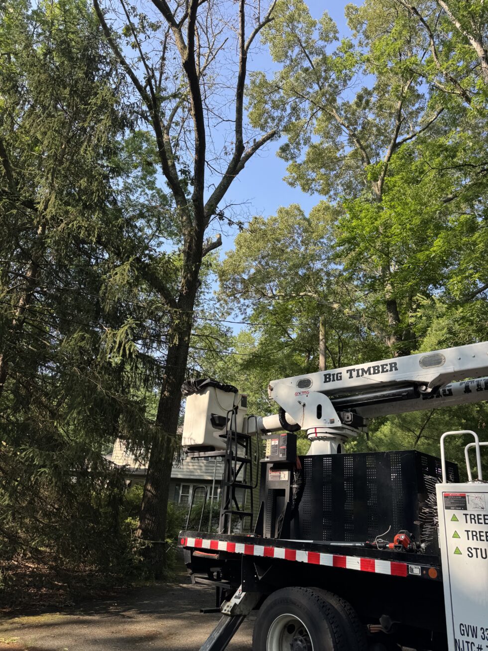 Newark, NJ Tree Removal Company - Big Timber Tree Service LLC
